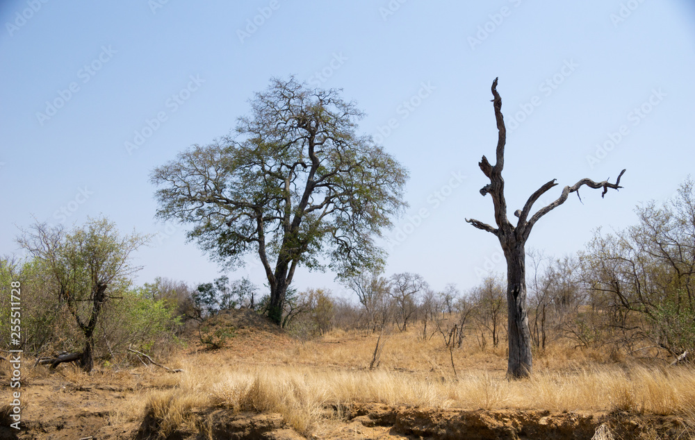 african tree Stock Photo | Adobe Stock