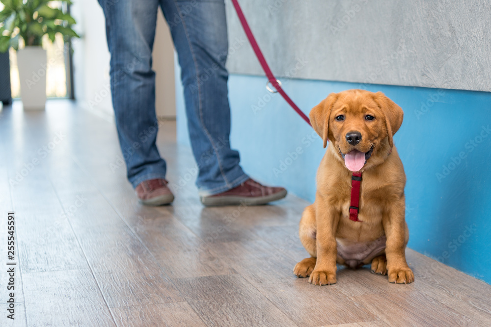 Labrador puppy with his owner on a leash at the reception of a modern ...