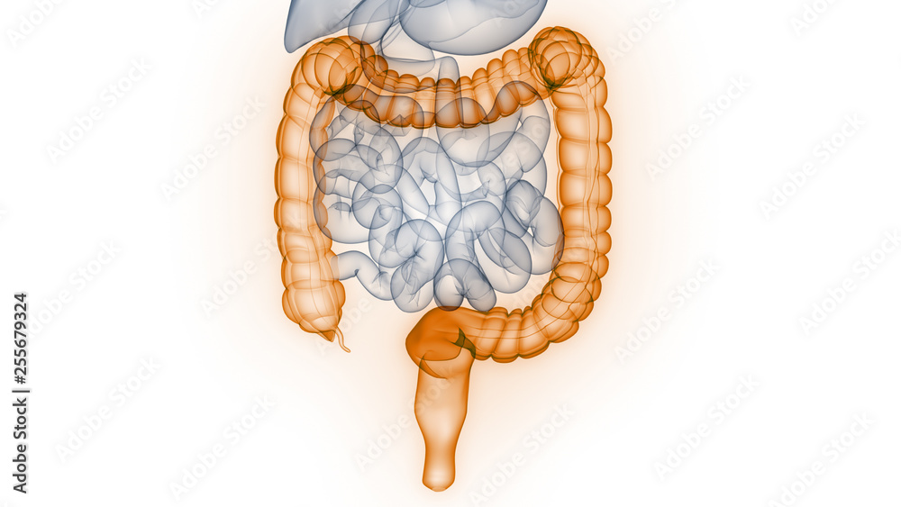 Human Digestive System Large Intestine Anatomy Stock Illustration ...