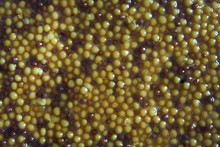 Round Bumps Free Stock Photo - Public Domain Pictures