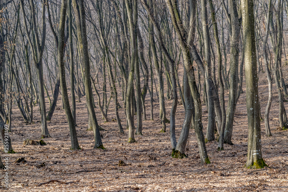 Hoia Baciu Forest - World’s Most Haunted Forest with a reputation for ...