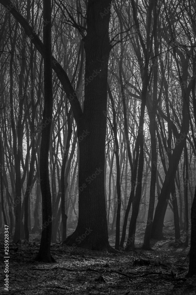 Foto Hoia Baciu Forest - World’s Most Haunted Forest with a reputation ...