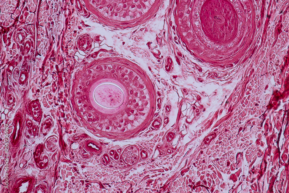 Education anatomy and Histological sample Elastic cartilage Tisue under ...