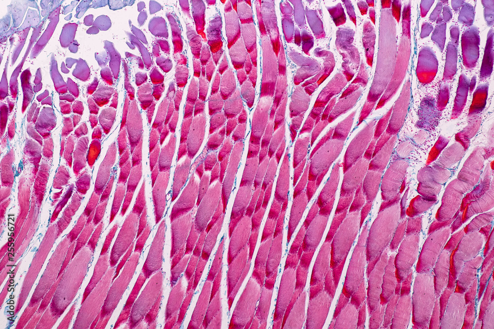 Education anatomy and Histological sample Striated (Skeletal) muscle of ...