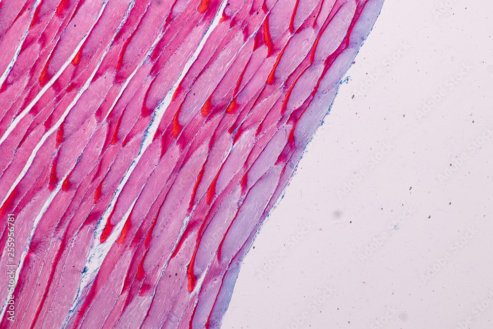 Education anatomy and Histological sample Striated (Skeletal) muscle of ...