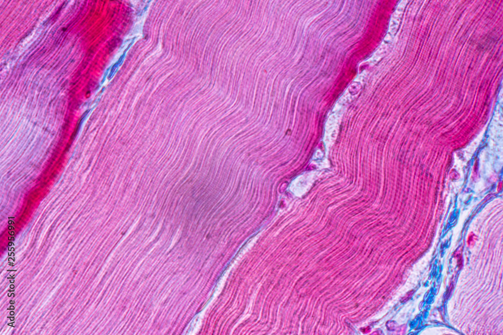 Education anatomy and Histological sample Striated (Skeletal) muscle of ...