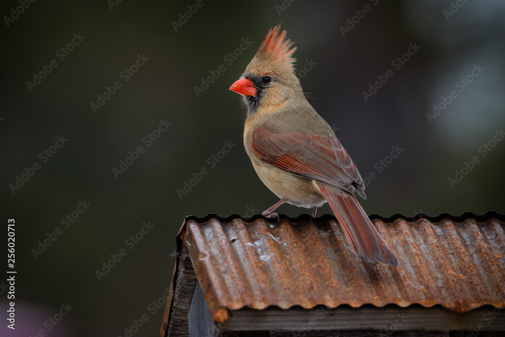 female cardinal sitting on copper roof. Isolated brown bird with orange ...