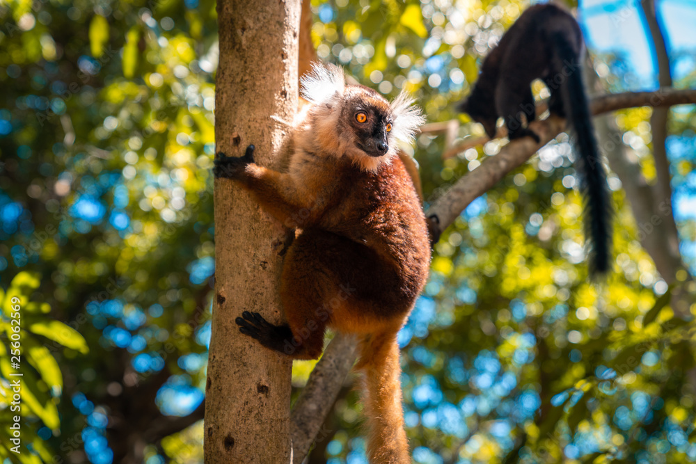 lemur on a tree endemic of lokobe island in nosy be, madagascar, africa ...