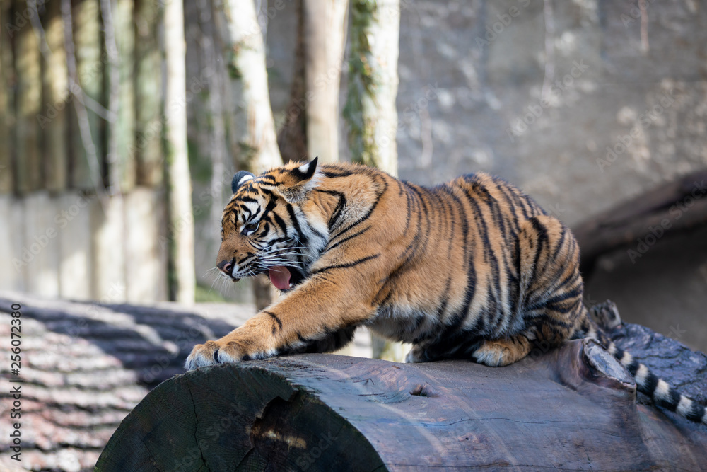 Sumatran tiger (Panthera tigris sumatrae) is a rare tiger subspecies ...
