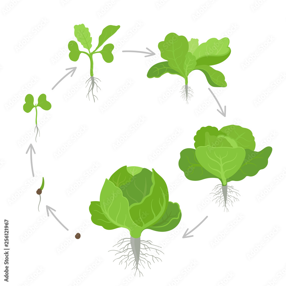 Round crop stages of headed cabbage. Growing cabbage plants. Circular ...
