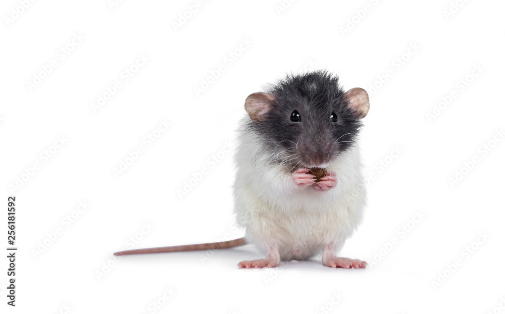 Cute grey and white dumbo rat sitting up facing front on hind paws ...