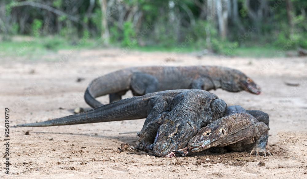 Fight of komodo dragons for prey. The Komodo dragon, scientific name ...