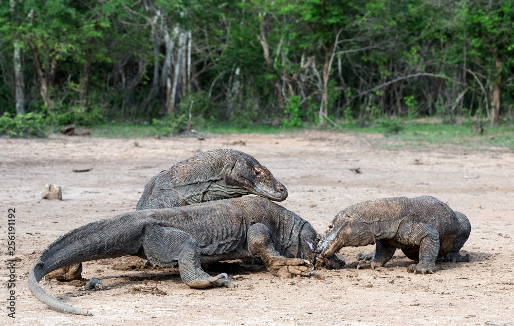 Fight of komodo dragons for prey. The Komodo dragon, scientific name ...