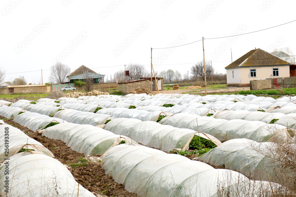 Greenhouses covered with polyethylene. Agriculture technology of early ...