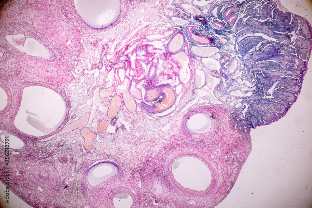 Stock-Foto „Education anatomy and Histological sample Ovary of rabbit ...