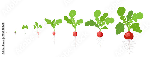 Growth stages of Radish plant. Vector flat illustration. Raphanus ...