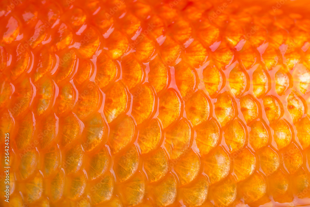 Fish Scales Close Up