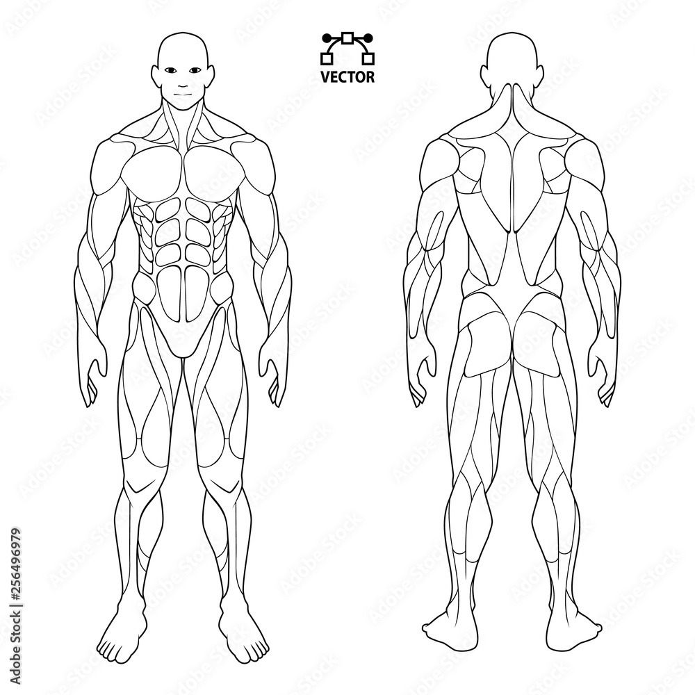 human body anatomy male man , front and back muscular system of muscles ...