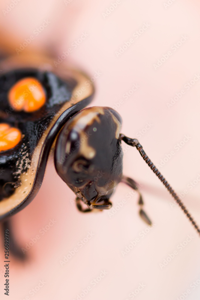 Cockroach little car Lucihormetica subcincta with orange spots ...