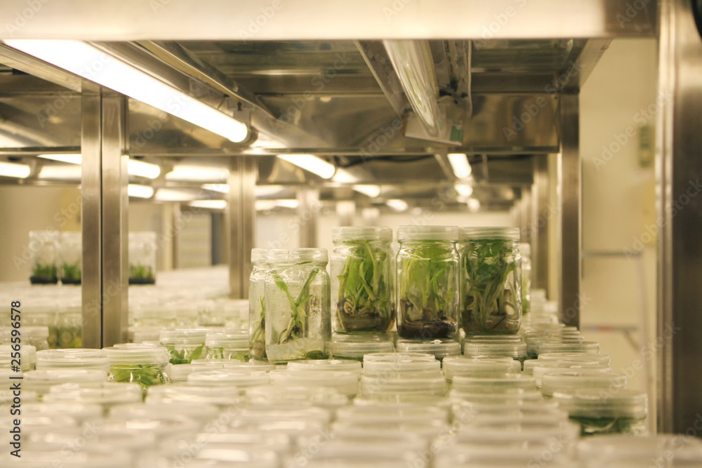 Plant in glass bottles collection on shelve of biotechnology laboratory ...