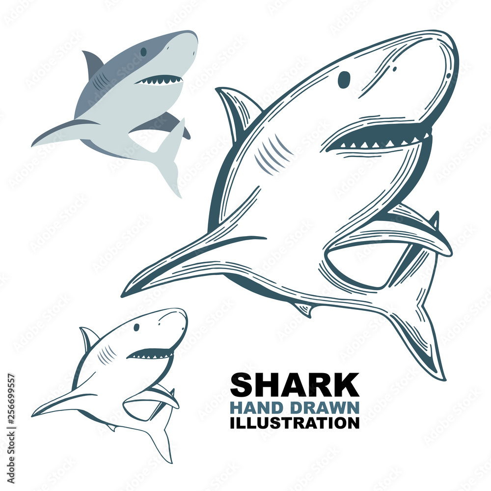 Shark. Shark hand drawn vector illustrations set. Shark sketch drawing ...