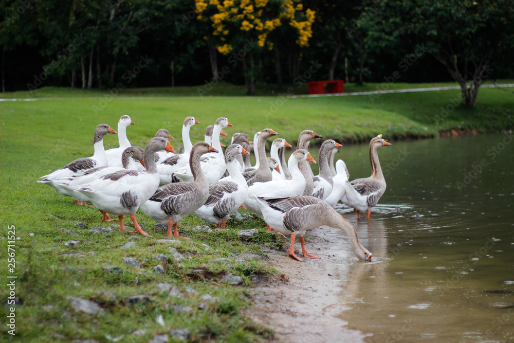 gansos swan, bird, white, water, nature, lake, birds, animal, wildlife ...