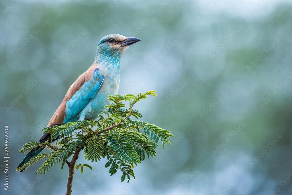 European Roller isolated in blur background in Kruger National park ...