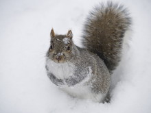 Fat Ground Squirrel Free Stock Photo - Public Domain Pictures