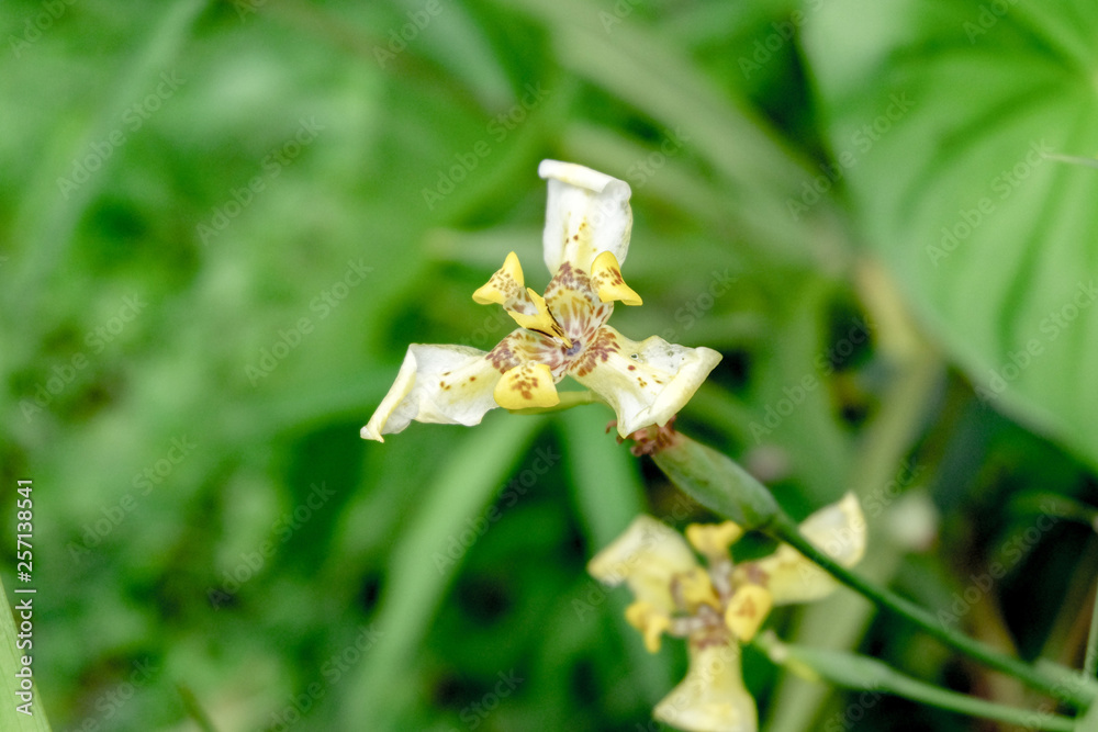 Neomarica (walking iris, apostle's iris or apostle plant – names also ...