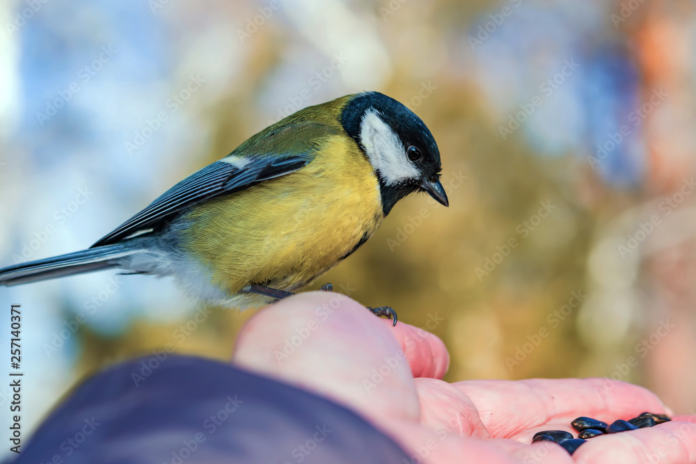 Bird tit sits on the palm of a man with seeds, the concept of caring ...