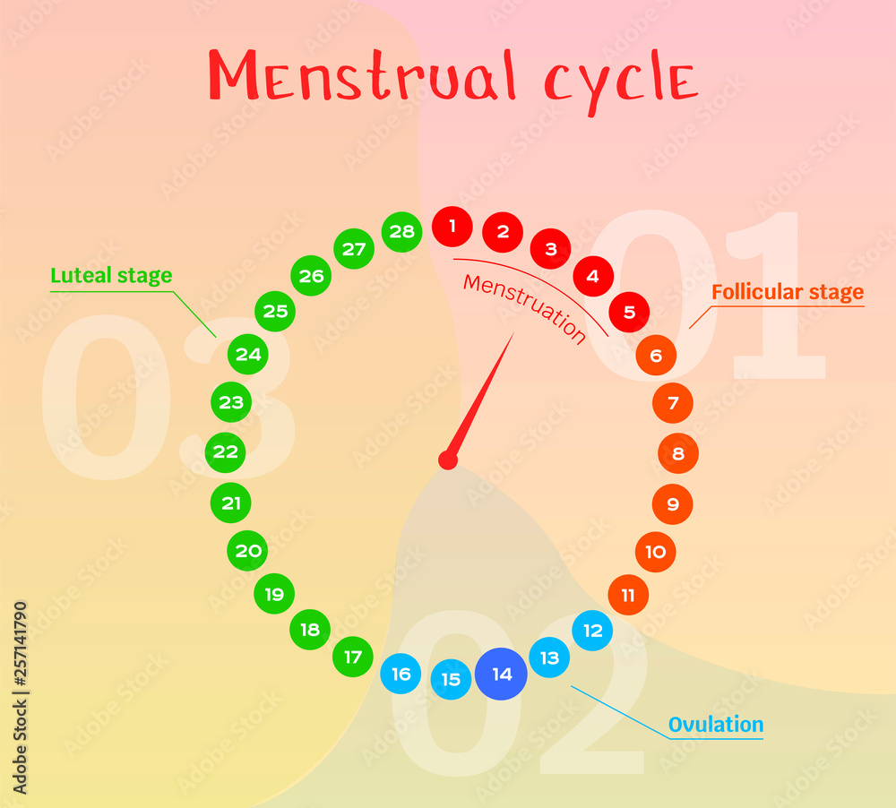 Стоковое векторное изображение «Vector diagram of the female menstrual ...