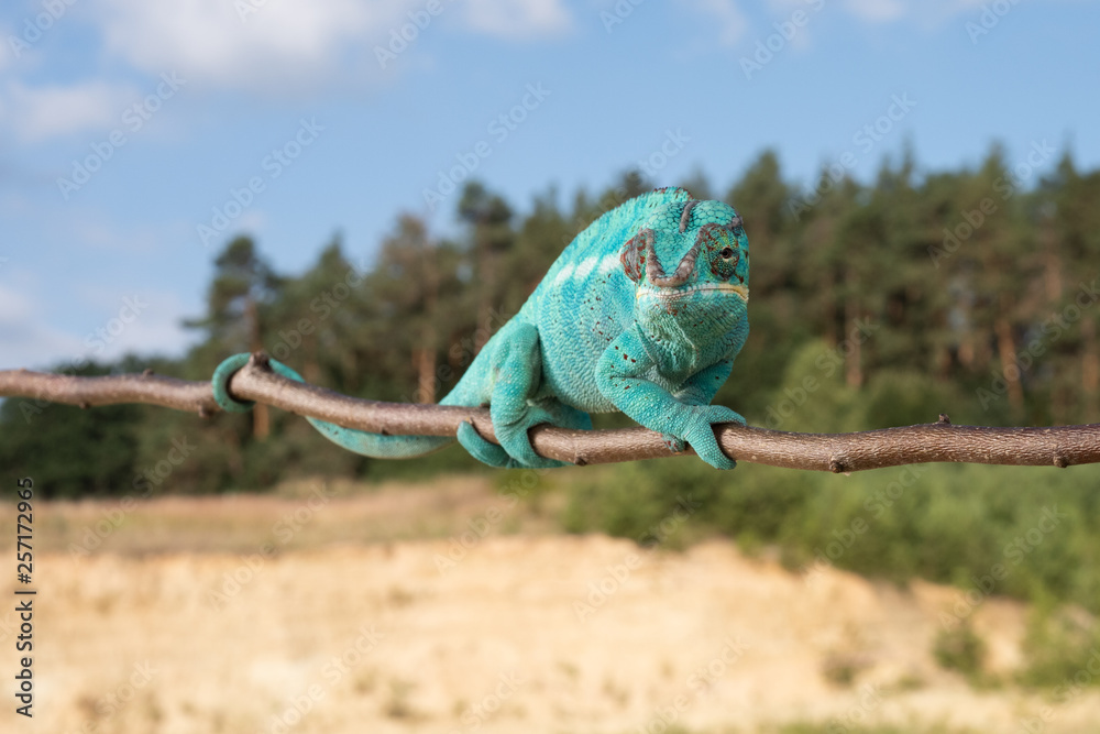 Chameleon Furcifer pardalis Ambolobe 2 years old, Madagascar endemic ...