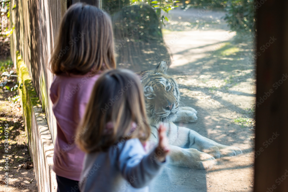 two baby girls watching a tiger in a zoo Stock Photo | Adobe Stock