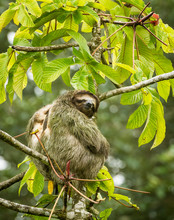 Three-Toed Sloth Free Stock Photo - Public Domain Pictures