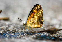 Butterflies Drinking Free Stock Photo - Public Domain Pictures