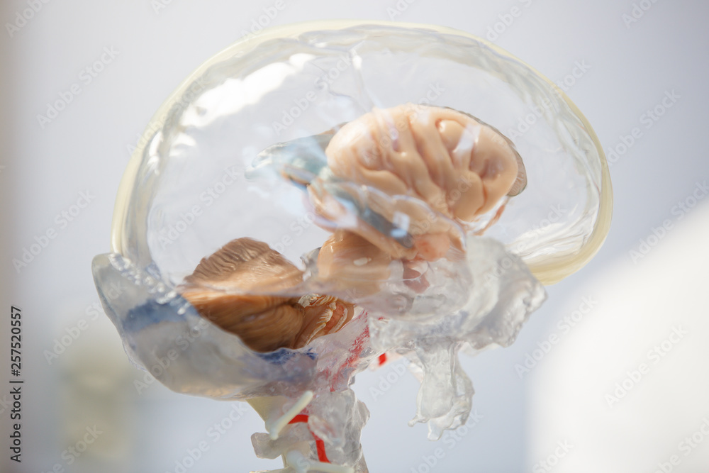 3D model of human brain with spinal cord. Stock Photo | Adobe Stock