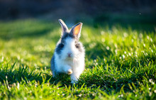 Rabbits Free Stock Photo - Public Domain Pictures