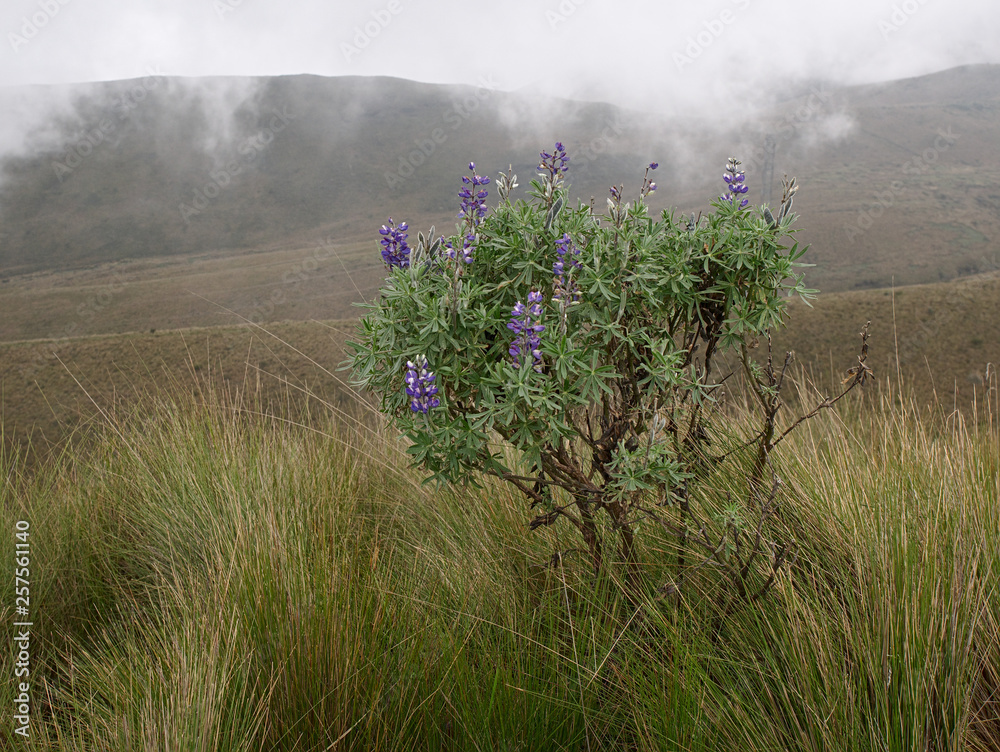At native plant at the Pichincha volcano, located just to the side of ...