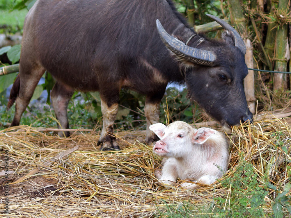 Big black thai buffalo has white baby, recessive and dominant gene of ...