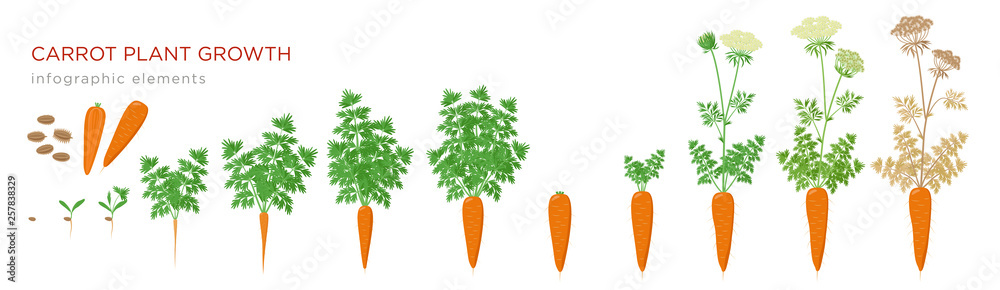 Carrot plant growth stages infographic elements. Growing process of ...