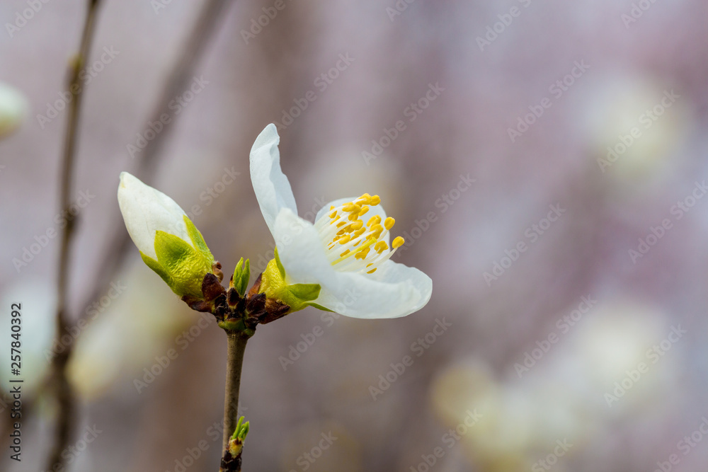Flowering red mountain peach，Amygdalus davidiana (Carrière) de Vos ex ...