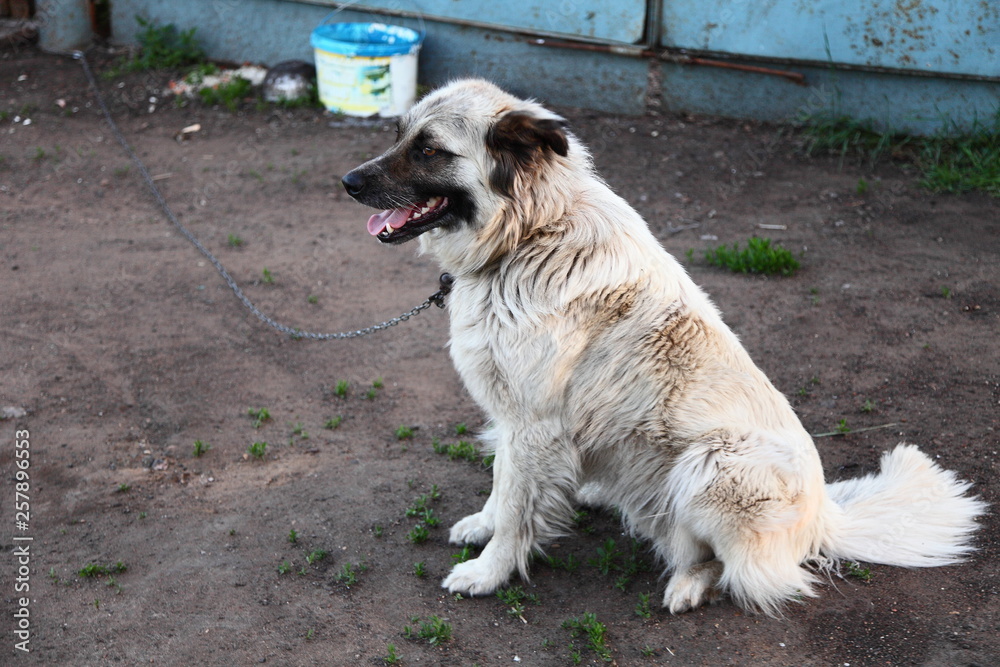Dog. A mongrel guard dog named Beam of a light color with a black mouth ...