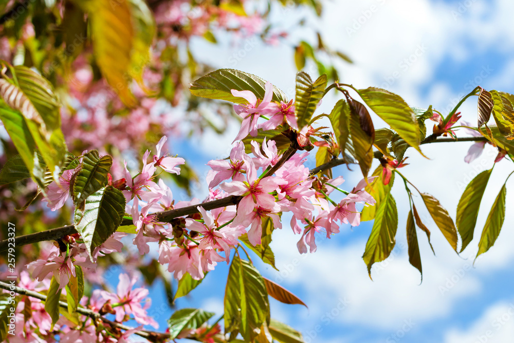 Sakura blossom in spring Park. Cherry blossom tree in late spring ...