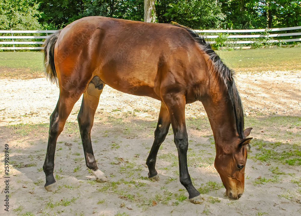 Six Month Old Morgan Horse Colt at Morgan Horse Farm in Vermont Stock ...