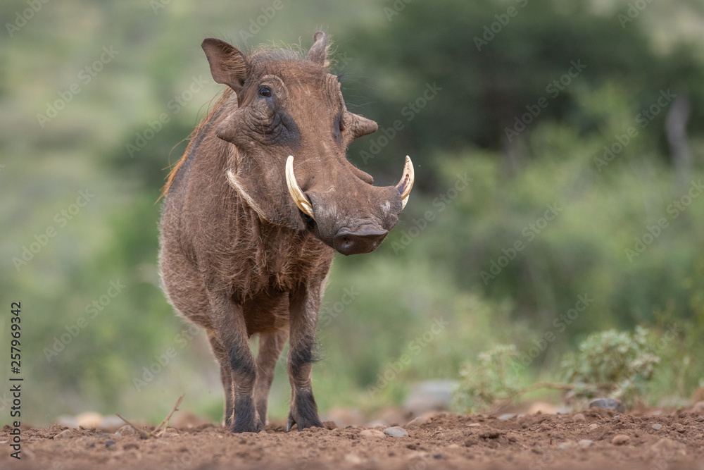 Common Warthog in the wild Stock Photo | Adobe Stock