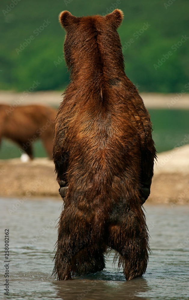 Brown bear (Ursus arctos) standing in water, rear view, Kurile Lake in ...