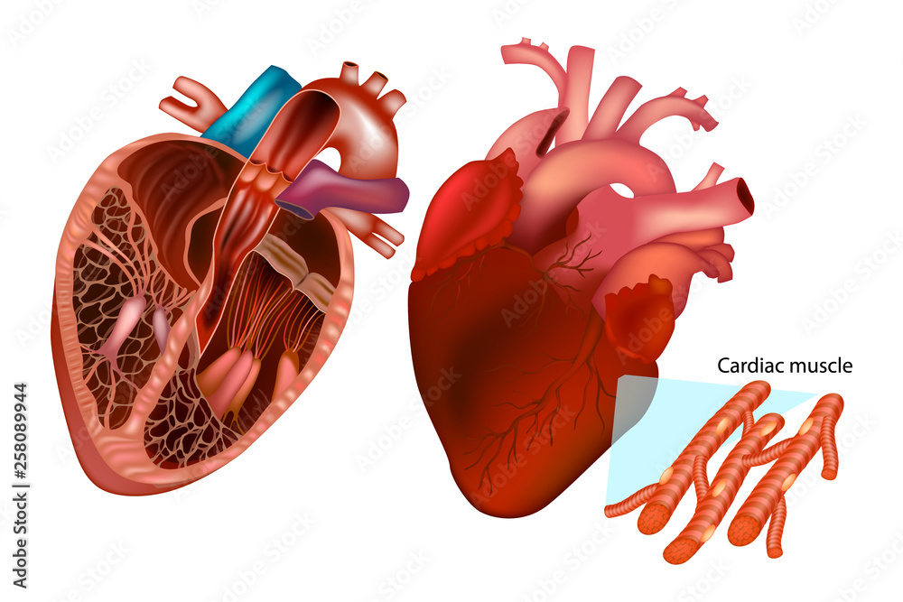 The human heart anatomy (Anterior View, Frontal section and cardiac ...