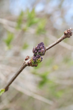 Syringa Tree With Leaves & Berries Free Stock Photo - Public Domain ...