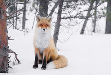 Fox In Snow Free Stock Photo - Public Domain Pictures