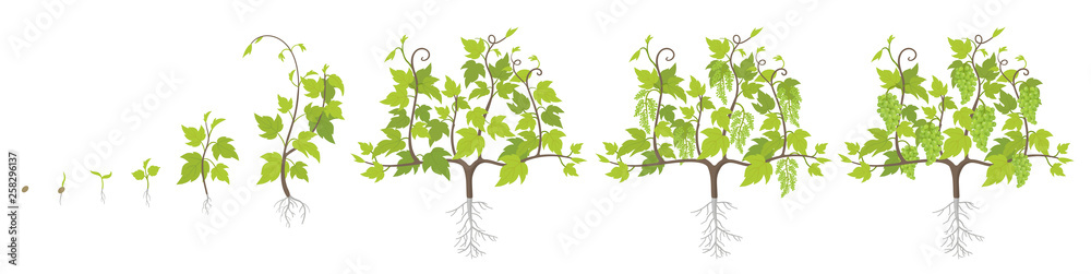 Growth stages of grape plant. Vineyard planting increase phases. Vector ...